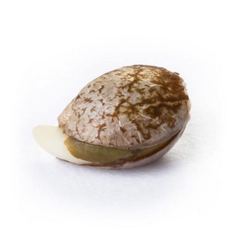 Jack Herer Autoflower Seeds | Jack Herer Auto Seeds