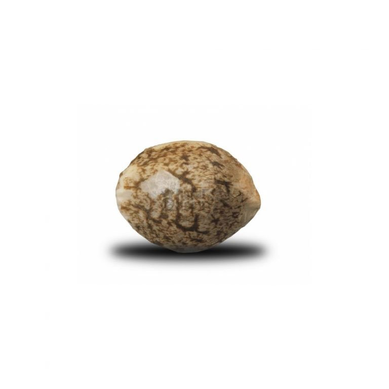 Super Green Crack Feminized Seeds - Pacific Seed Bank