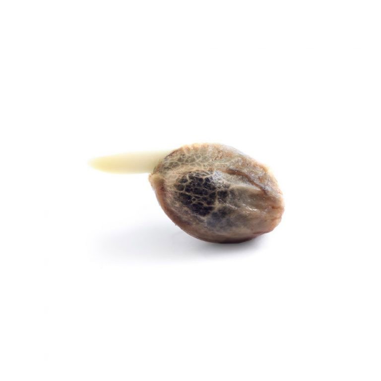 Purple Haze Seeds | Purple Haze Strain Seeds