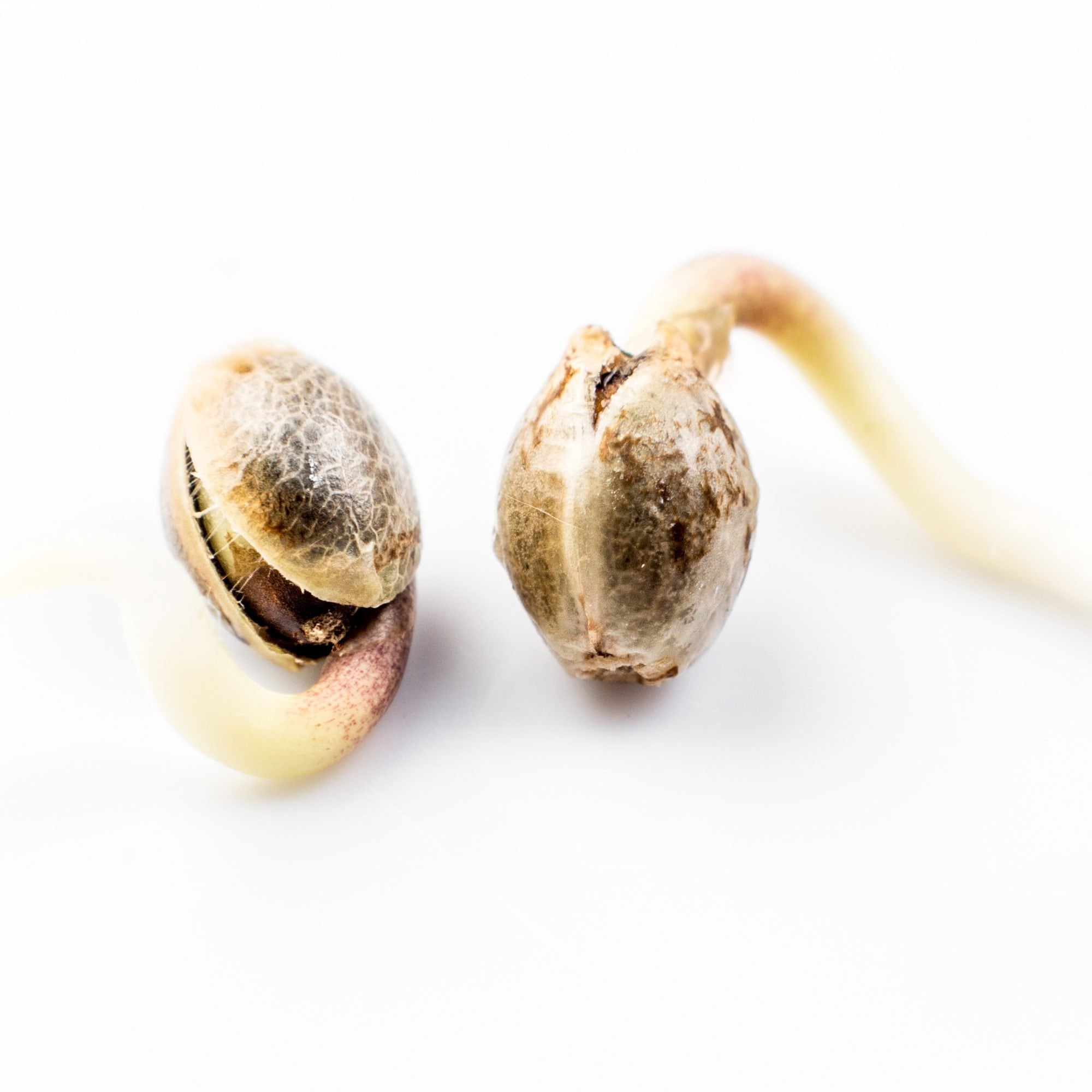 Super Lemon Haze Feminized Seeds - Pacific Seed Bank