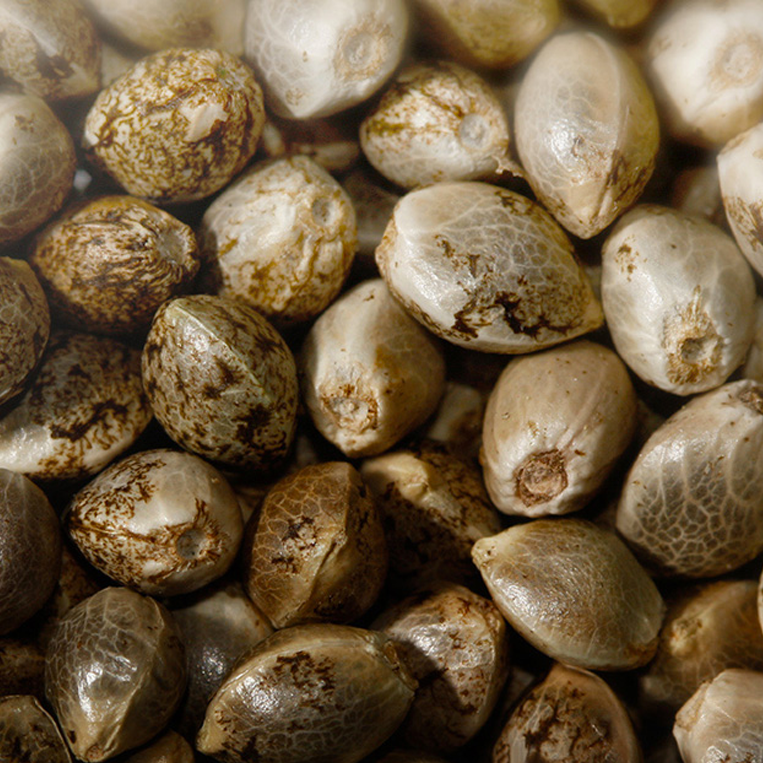 Original Kush Seeds - Pacific Seed Bank