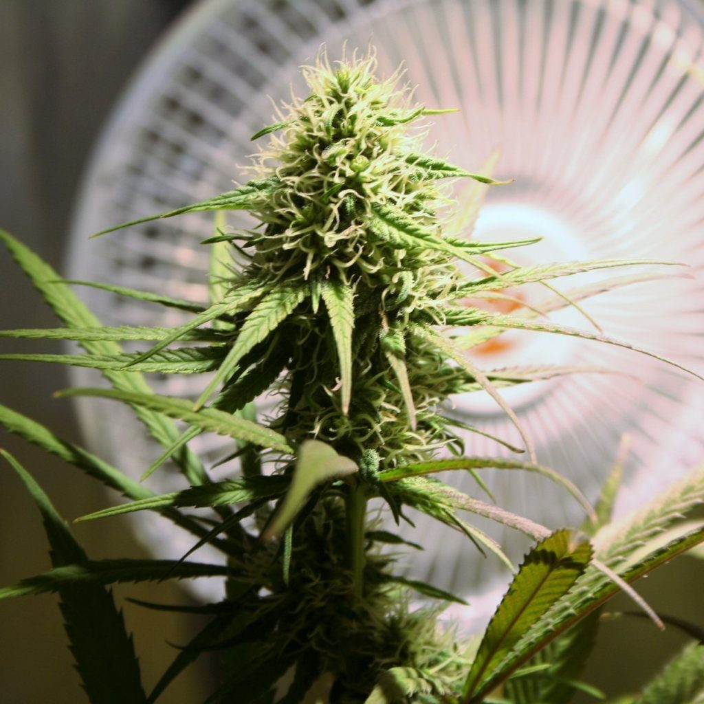 Buy Marijuana Seeds in Vancouver - Pacific Seed Bank