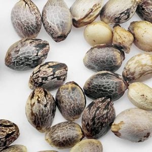 Maui Wowie Seeds | Maui Wowie Strain Seeds