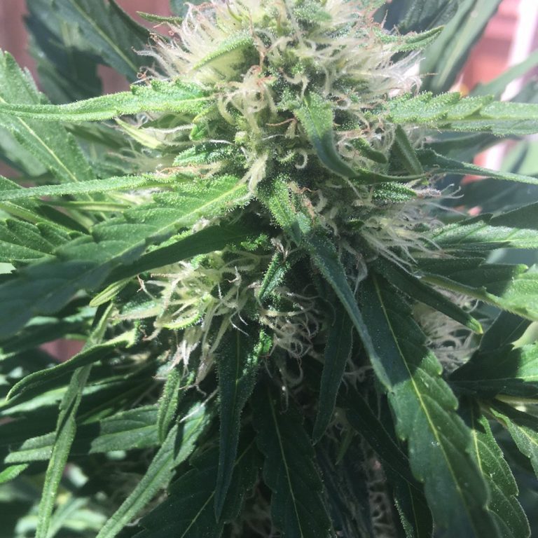 Maui Wowie Seeds - Pacific Seed Bank