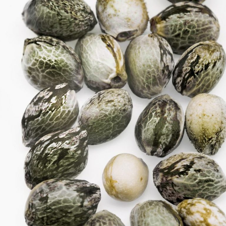 Marijuana Education - Pacific Seed Bank