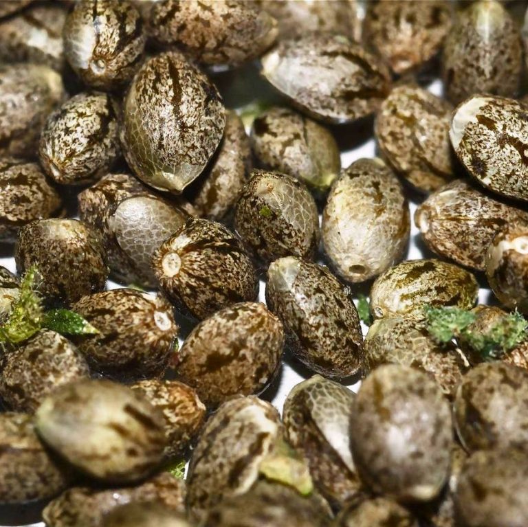 Trainwreck Feminized Seeds - Pacific Seed Bank