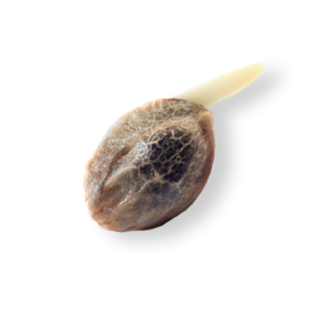 Love Potion #1 Feminized Seeds - Pacific Seed Bank