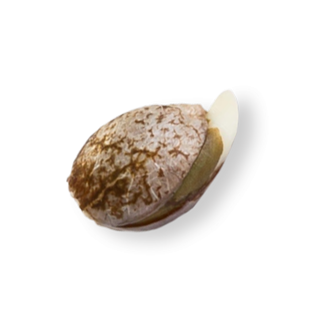 Wholesale Marijuana Seeds - Pacific Seed Bank