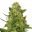 California Seed Banks