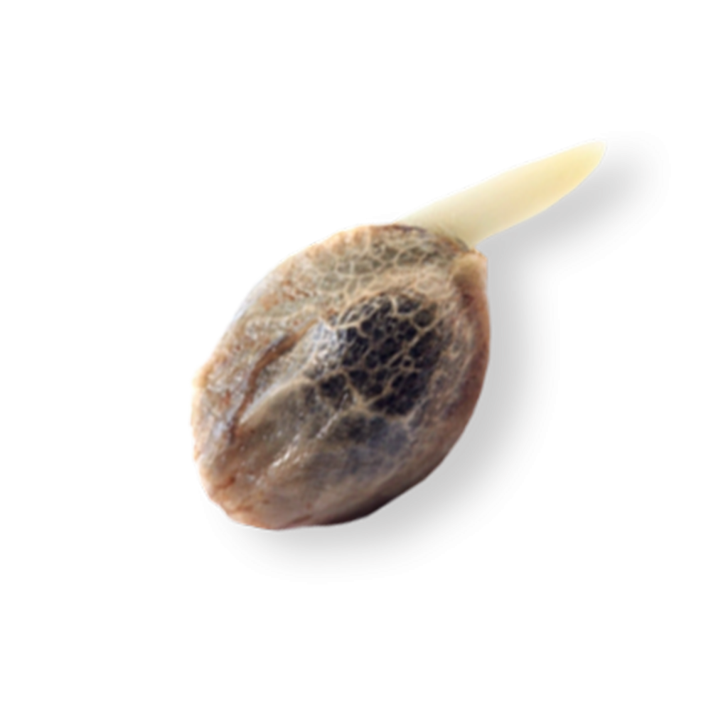 Purple Trainwreck Seeds | Purple Wreck Seeds