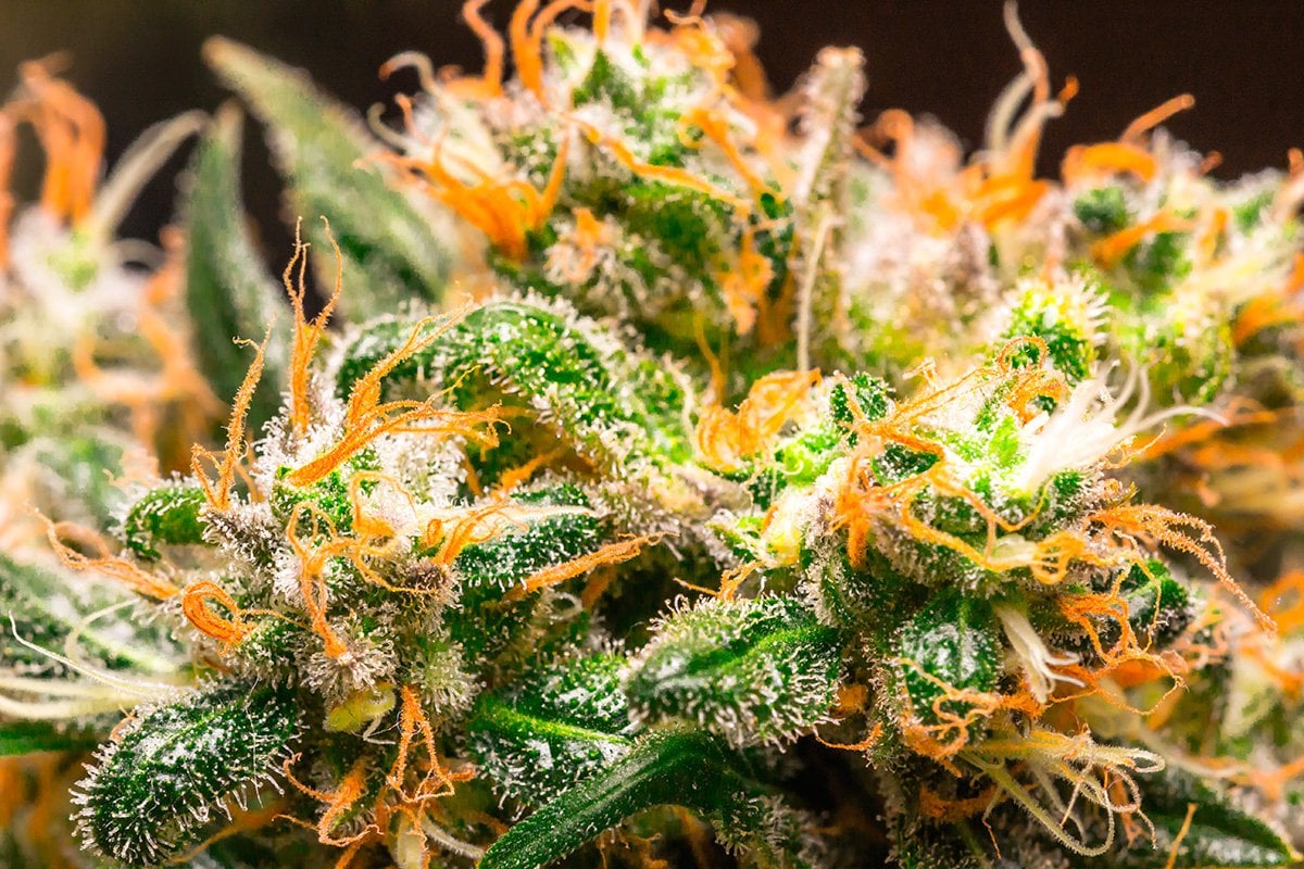 Identifying Your Marijuana Plants - Pacific Seed Bank