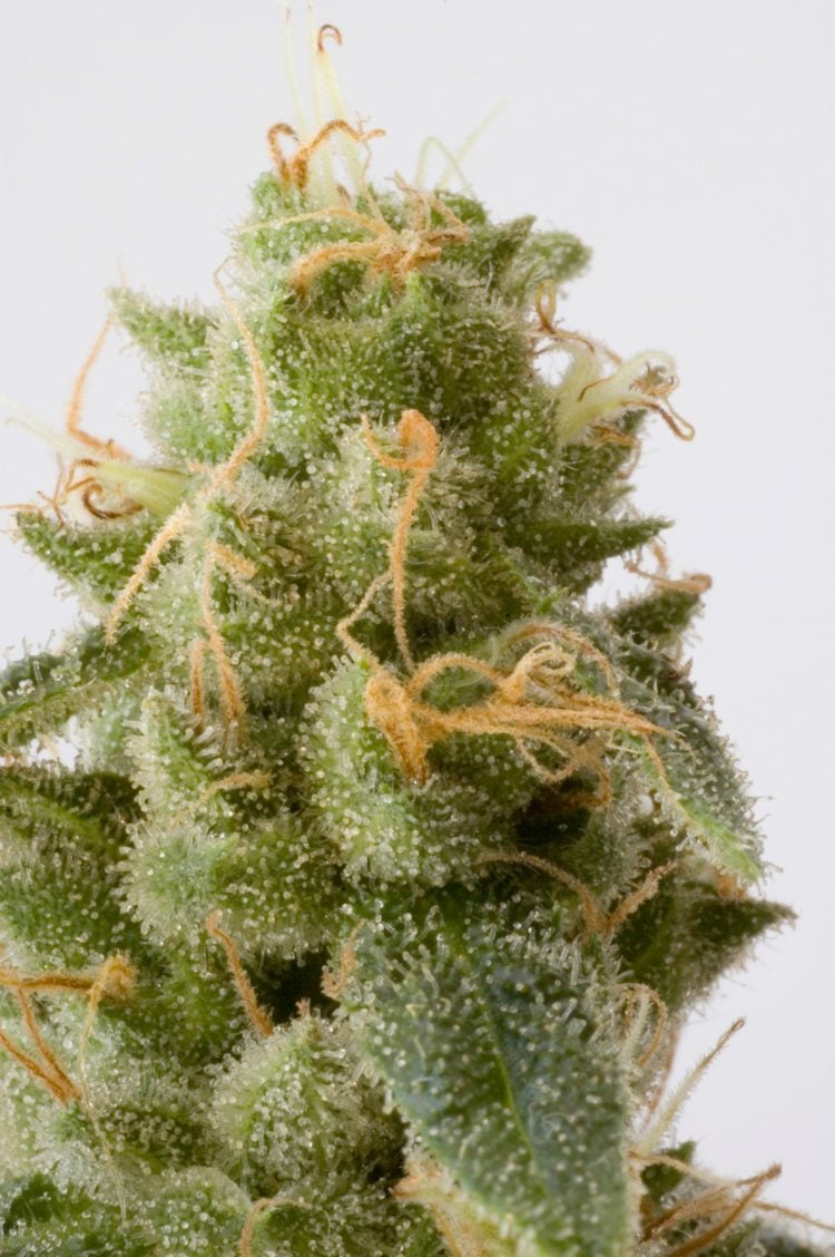 Identifying Your Marijuana Plants - Pacific Seed Bank