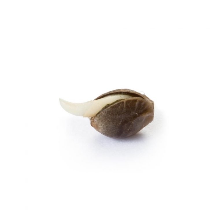 Beginner Marijuana Education - Pacific Seed Bank