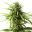 Buy Marijuana Seeds in California - Pacific Seed Bank