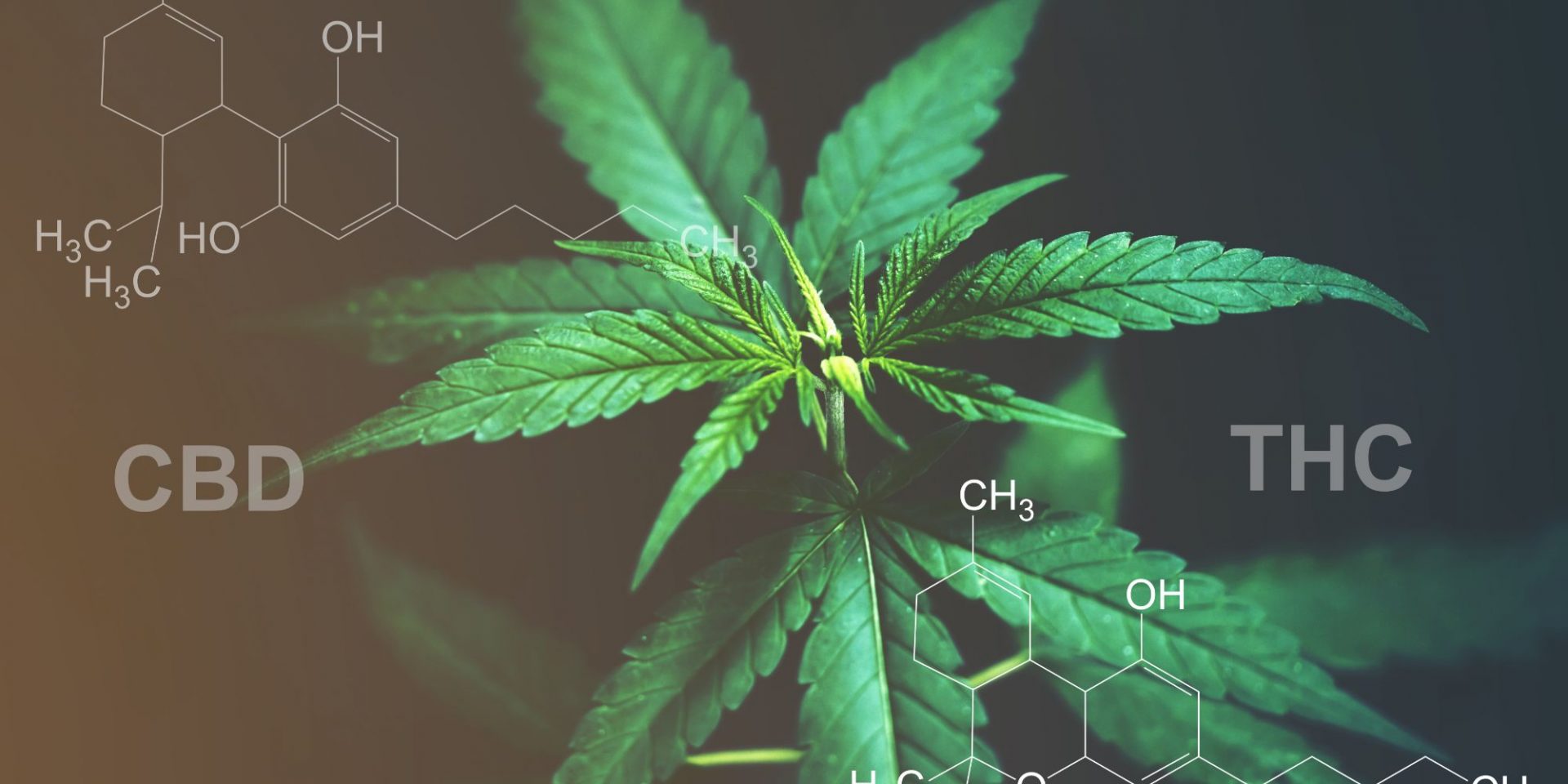 Cannabis, Food, and the Munchies: Why Weed Makes You Hungry - Pacific ...