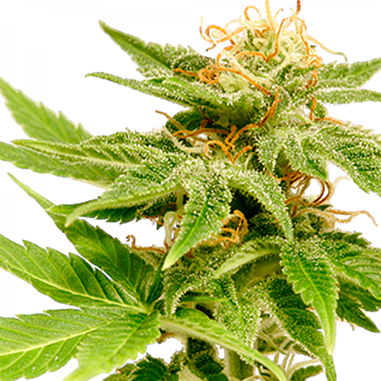 Learn to Grow Marijuana - Pacific Seed Bank
