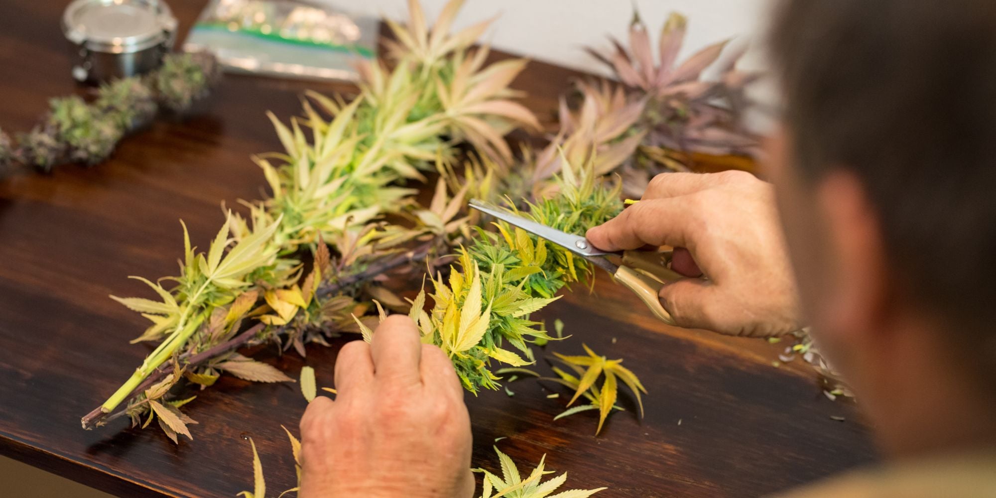 The Strangest Marijuana Stories & Headlines - Pacific Seed Bank