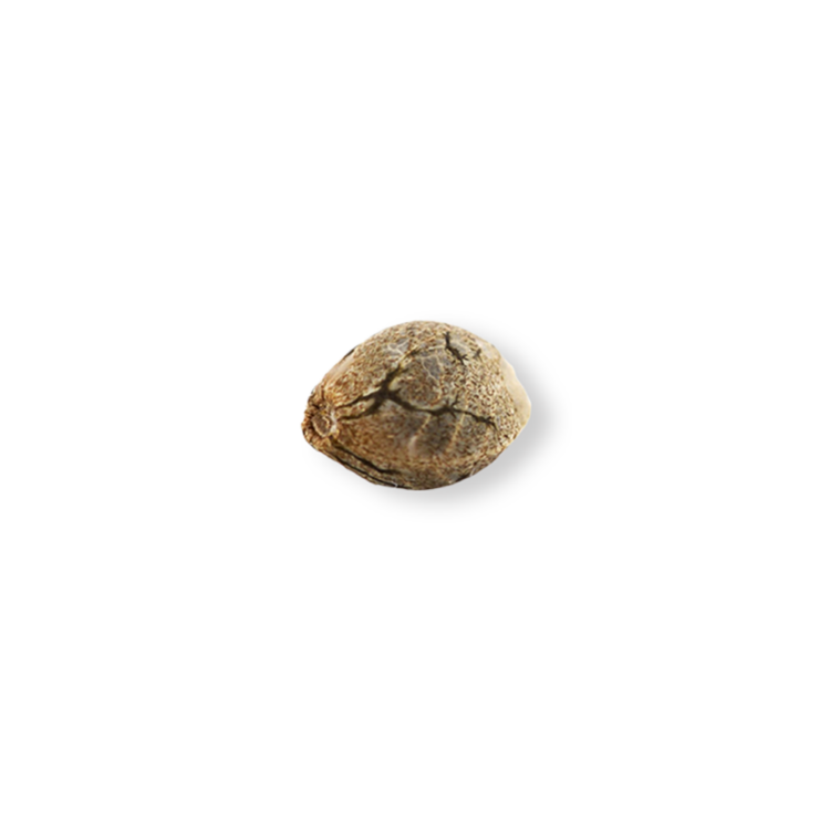 Marijuana Seed Germination Guide - Pacific Seed Bank