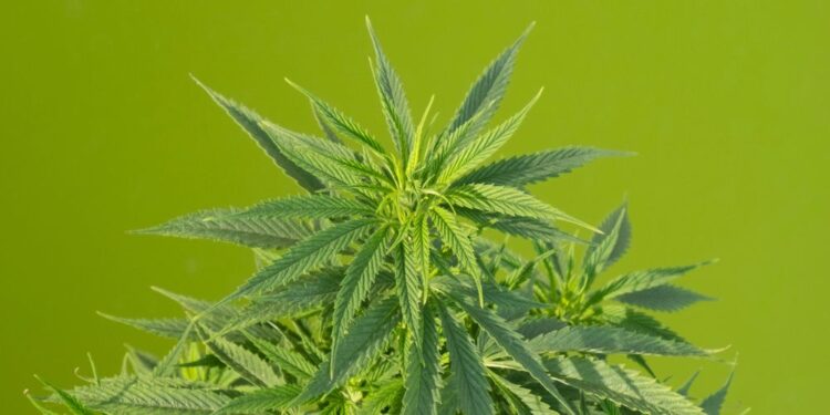 The History of Marijuana and Its Origin Story - Pacific Seed Bank