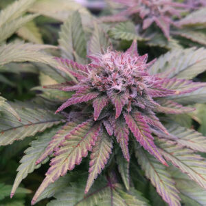 Purple Afghani Seeds - Pacific Seed Bank