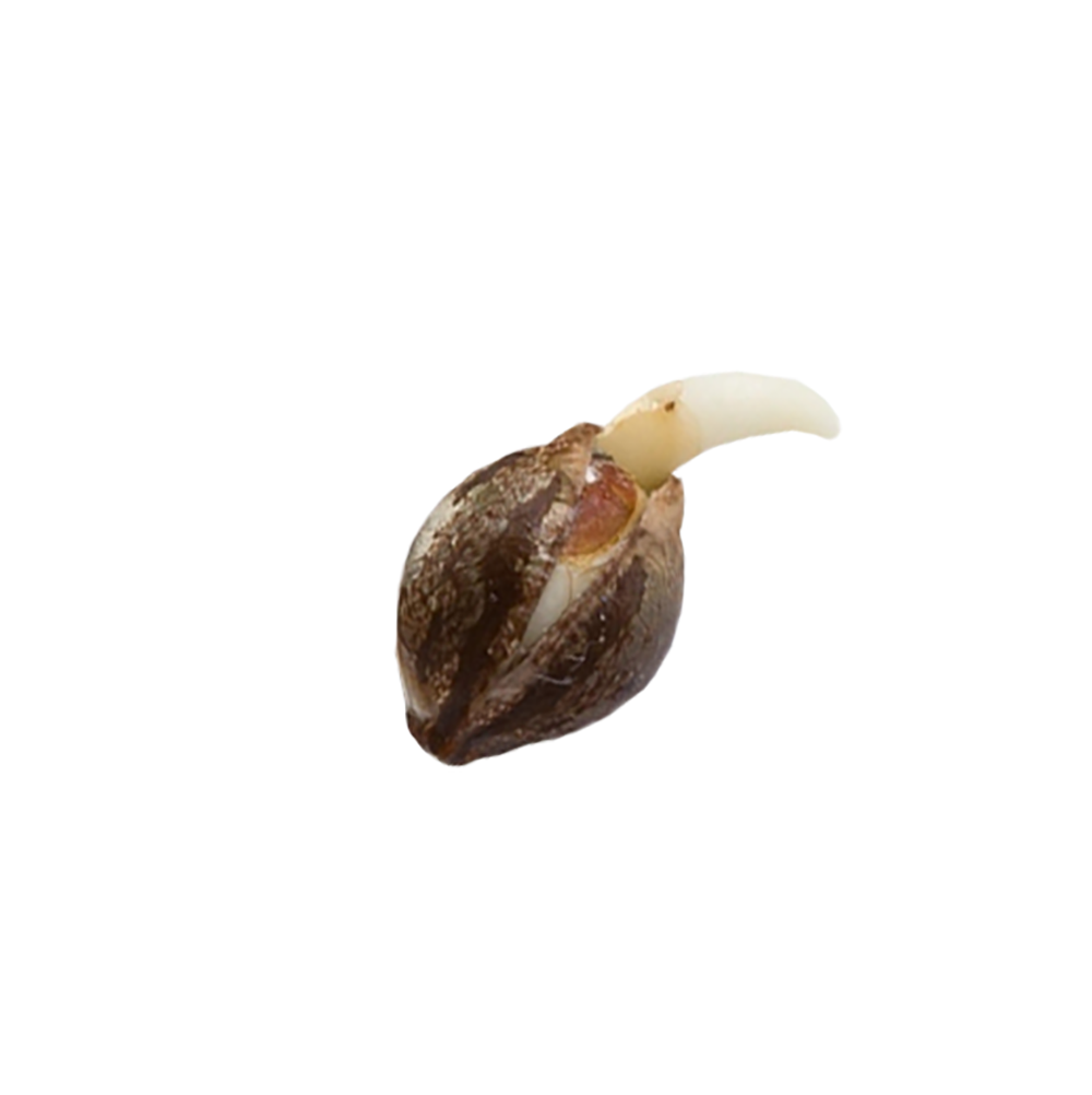 Marijuana Seed Germination Guide - Pacific Seed Bank
