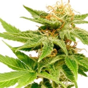 The History of Marijuana and Its Origin Story - Pacific Seed Bank