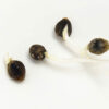 Willy’s Wonder Feminized Seeds - Pacific Seed Bank