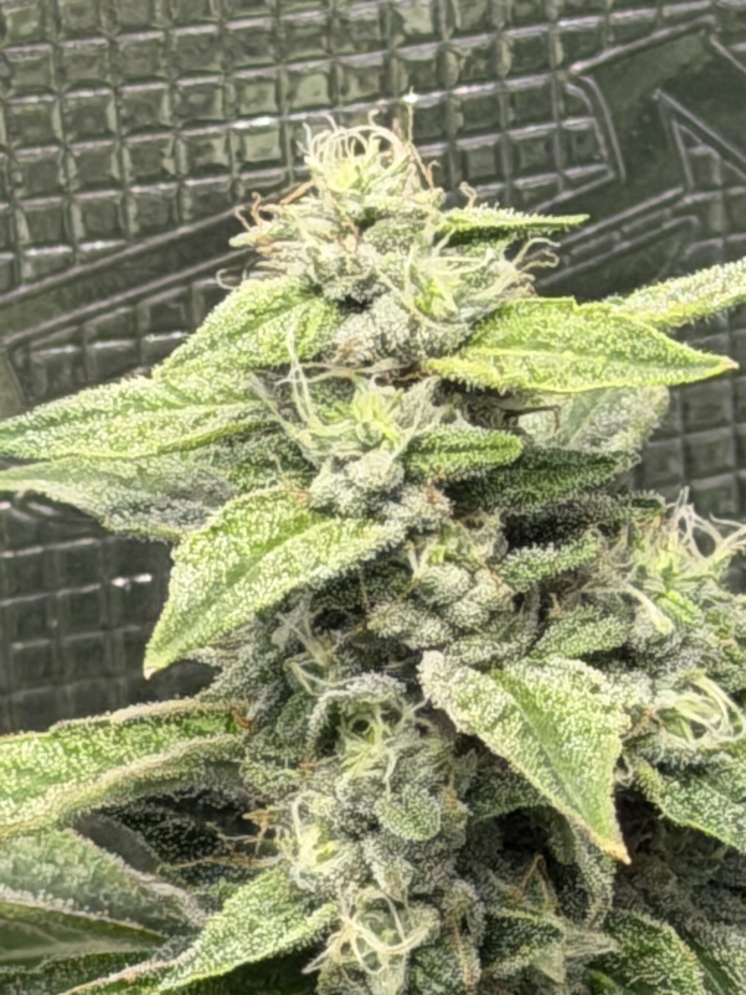 Grape Skunk Seeds - Pacific Seed Bank